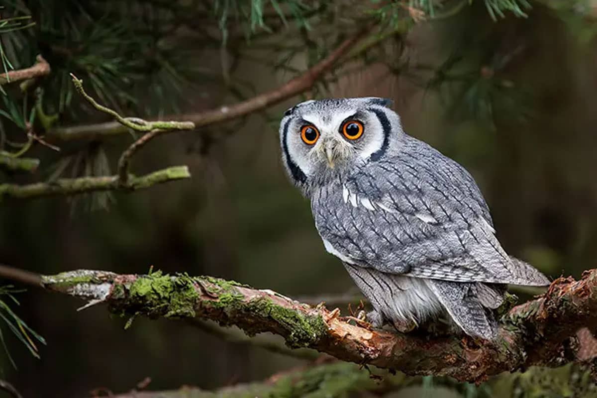 Fakta Unik Burung Hantu, Penjaga Malam yang Santun - TIMES Indonesia