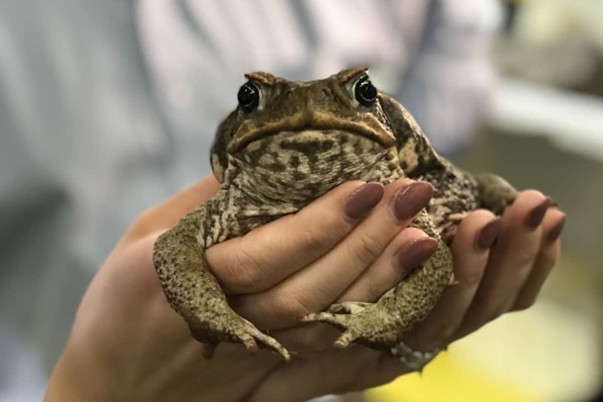 Cerita Australia Impor 2.400 Katak demi Sawah, Kini Jadi Bencana ...