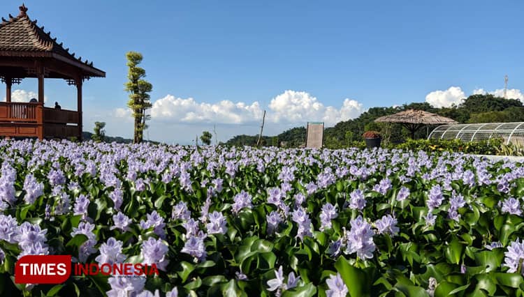 Refugia Garden Magetan will Mesmerize Your Eyes with All Blooming ...